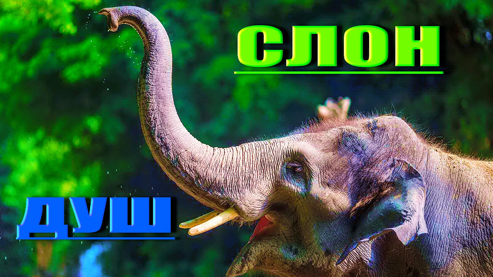 Слон обливается. Душ из Хобота. ГОА. Индия.