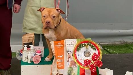 Американский булли Фанни. Чемпионат по вейтпуллингу BULL GAMES Weight pull UFBA KUPA 20.01.2024