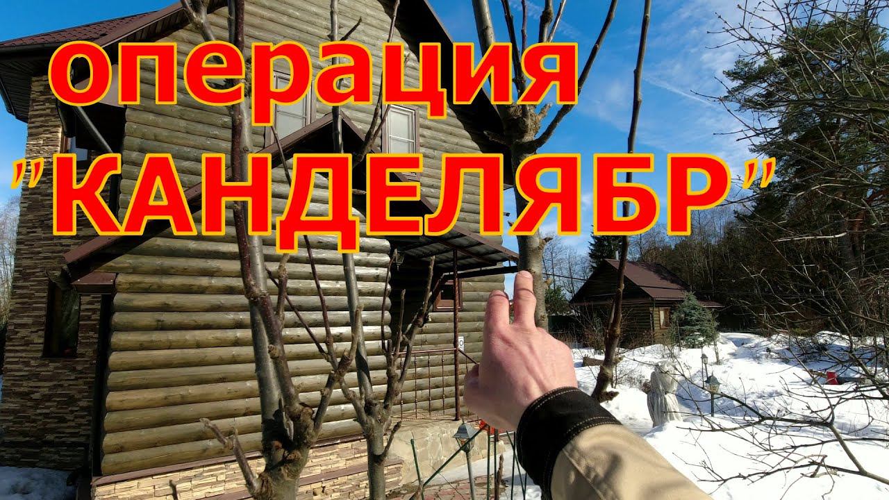 как обрезать запущенную колонновидную яблоню, растущую КАНДЕЛЯБРОМ