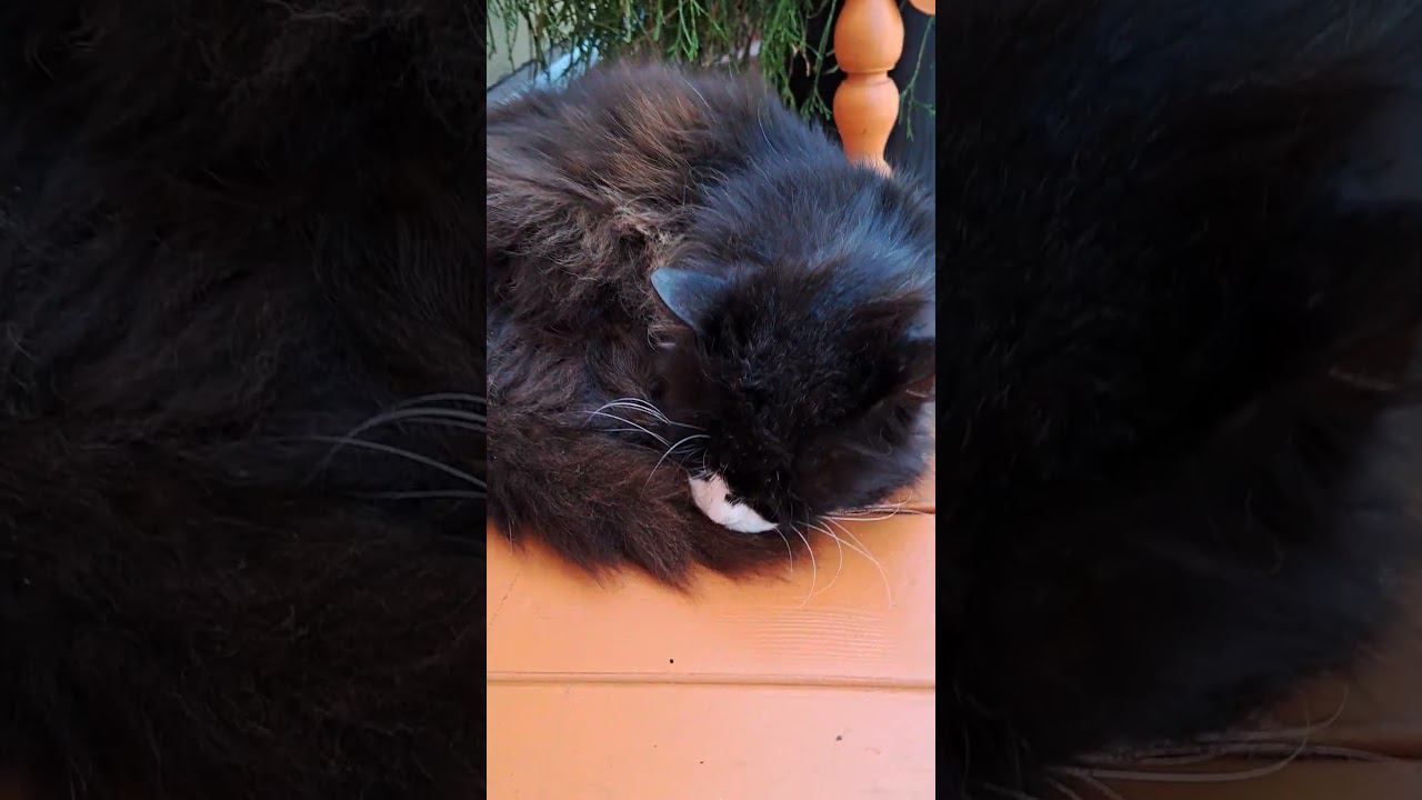 Кот спит на улице в Зеленоградске.