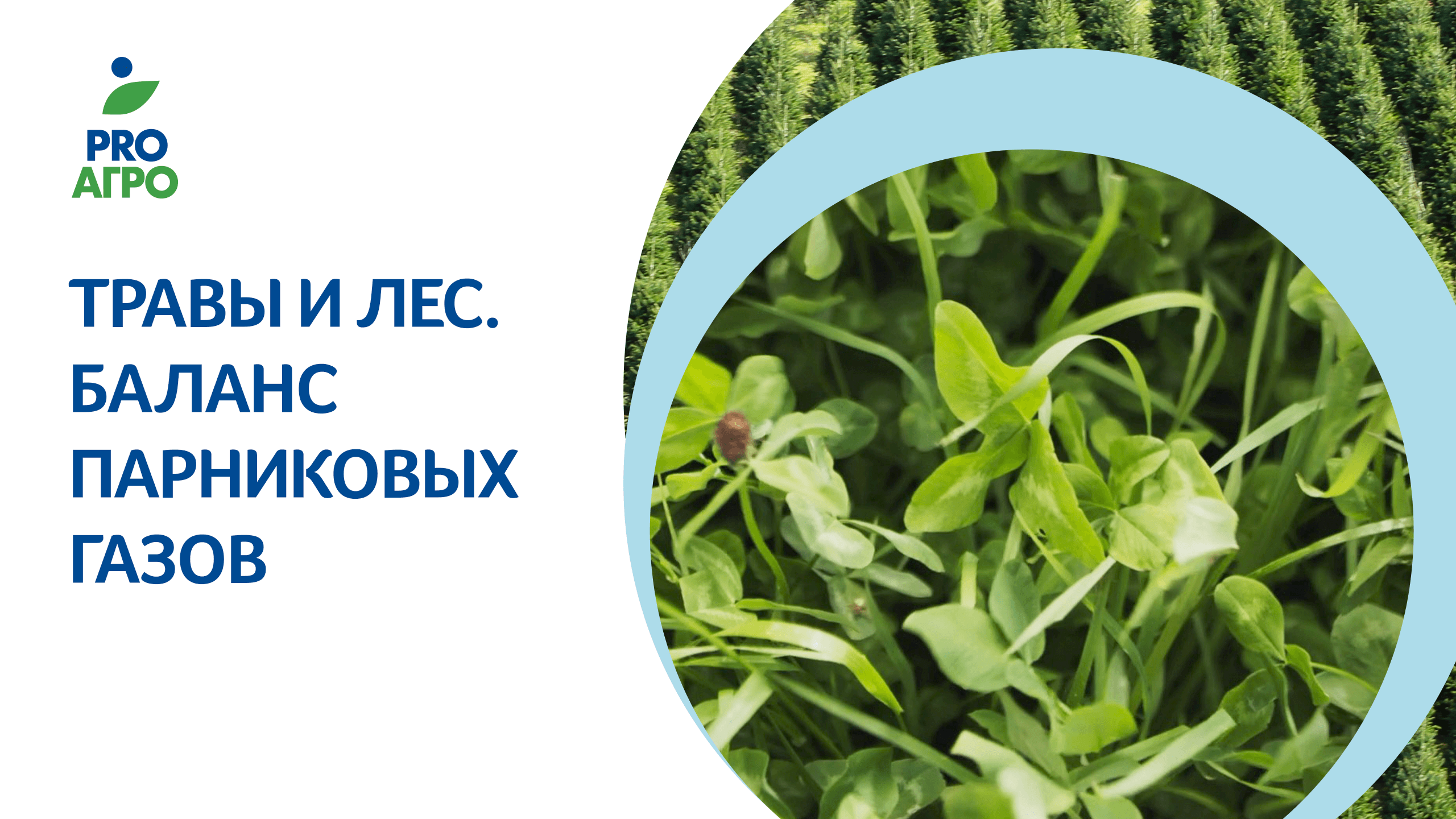 Травы и лес. Баланс парниковых газов