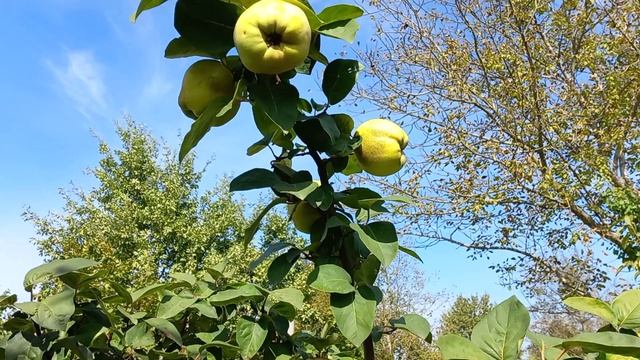 Айва осыпалась