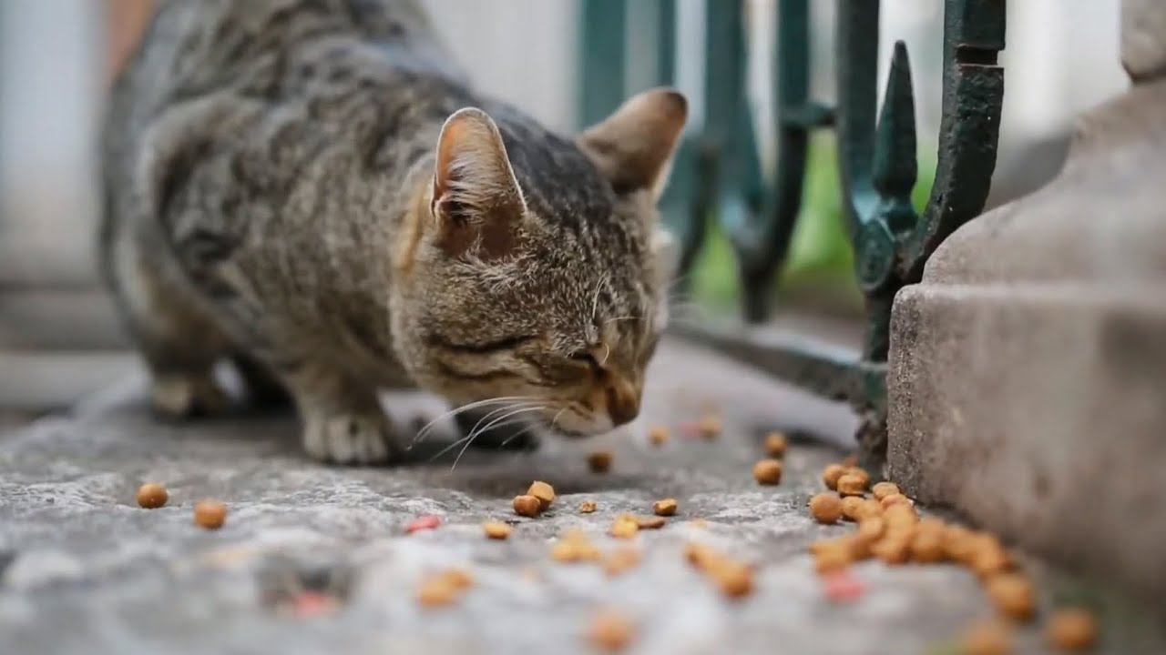 Экструдированные корма для кошек и собак - легко!