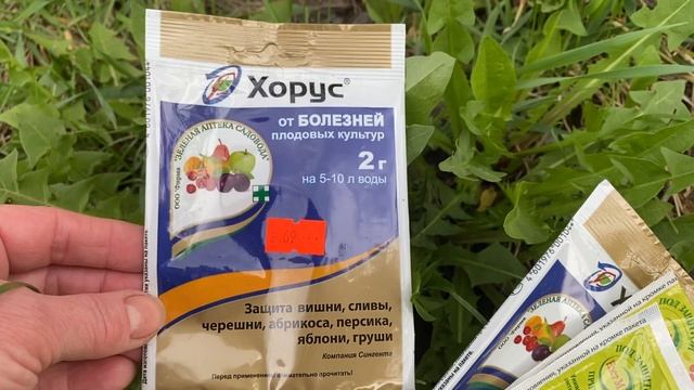 Обработка сада от монилиоза.