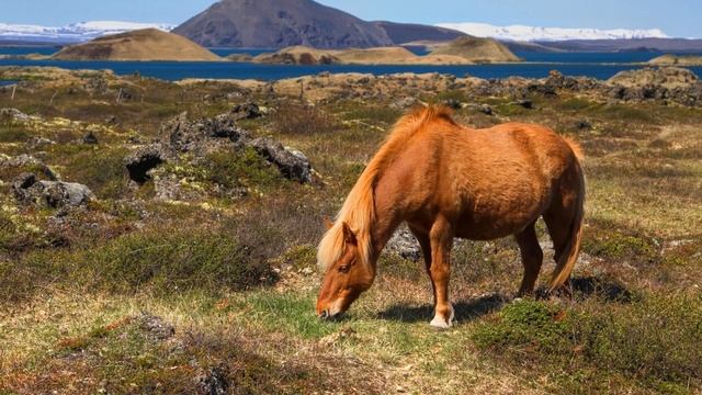 Emmylou Harris. Colors Of Your Heart