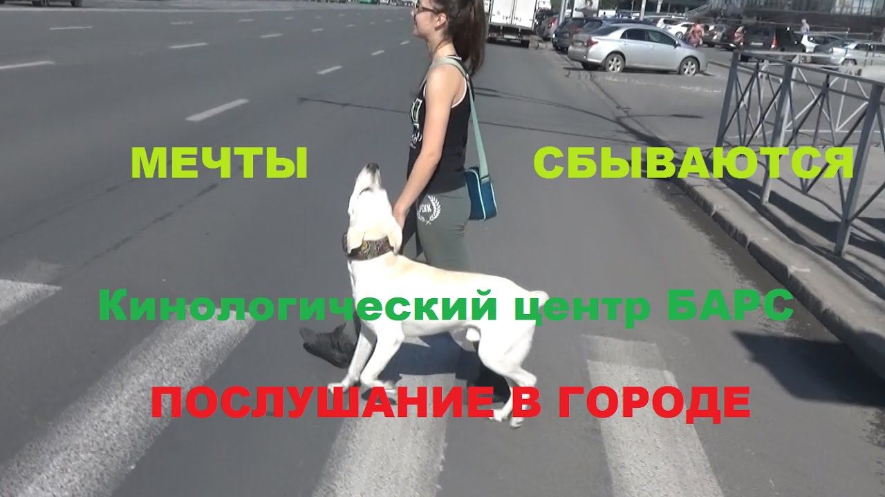 Лабрадор и хаски. Послушание. Дрессировка собак в Новосибирске