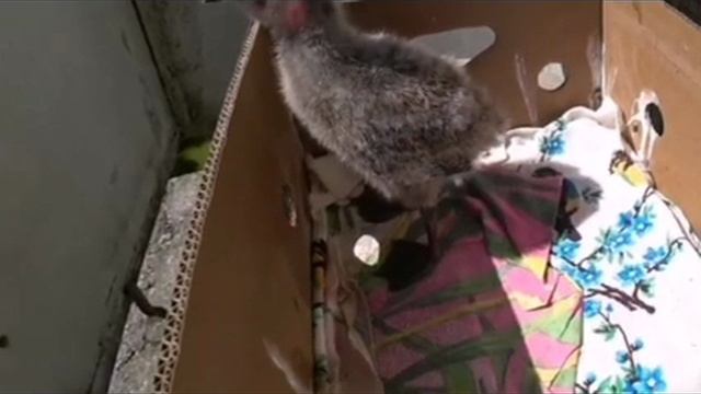 Забавный птенец чайки большой отрывок