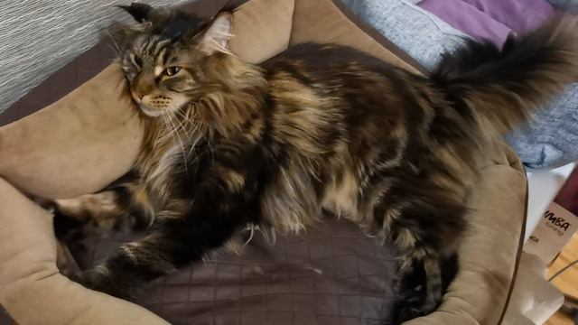 Мейн кун Дональд чиллит в лежанке