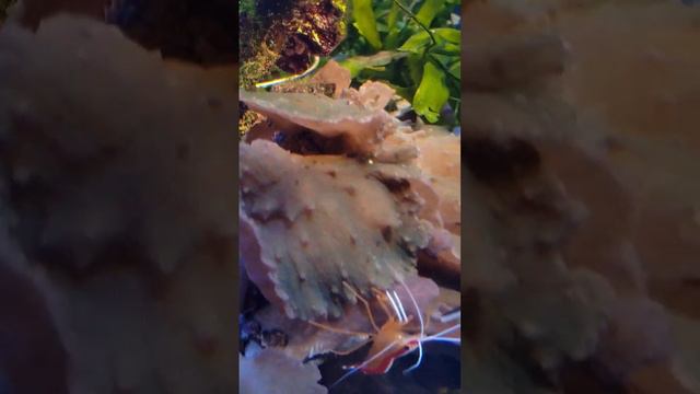 Креветка-доктор тихоокеанская. Александра Миркушова