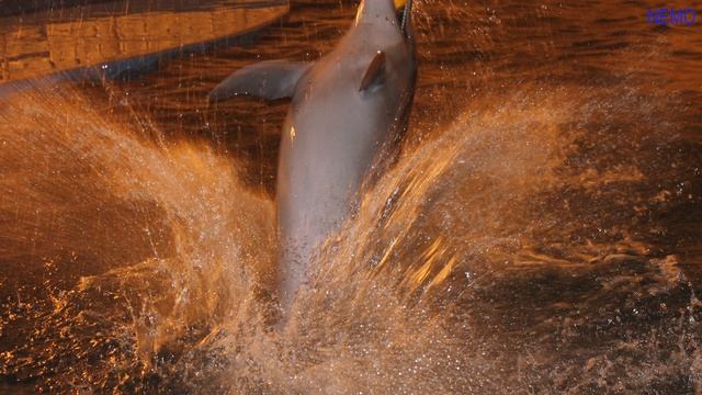 ЛИЗА и ДЕЛЬФИНЫ. 2018.