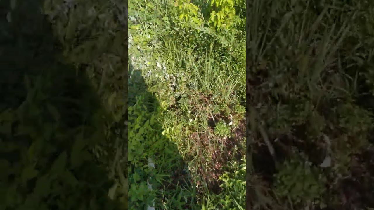 Любителям слабых триммеров и ножей