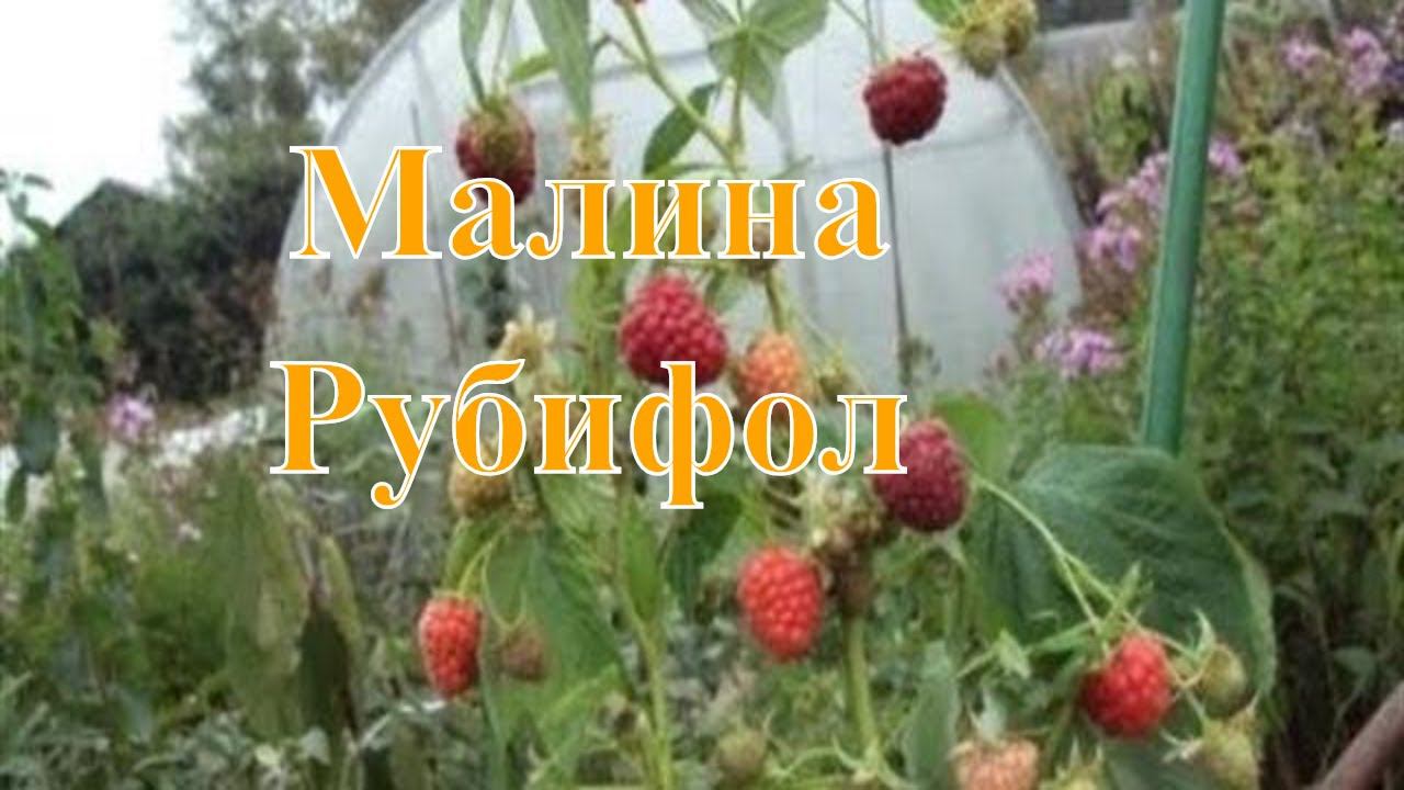 Малина Рубифол