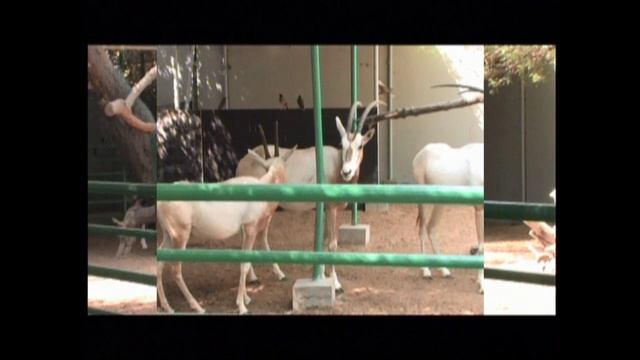 Зоопарк в Дубаи в Арабских Эмиратах в 2000 годах