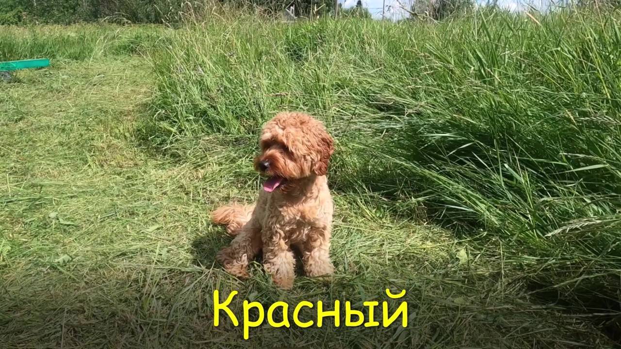 К&Б. Охота на бабочек.