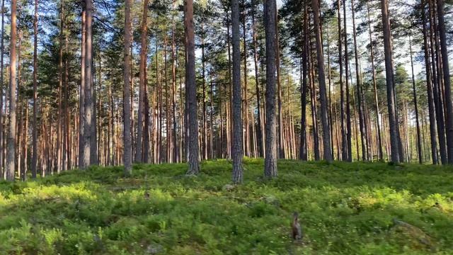 Три озера за один день. Север Лен.области