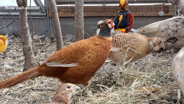 Фазаны кормятся сеном.mp4