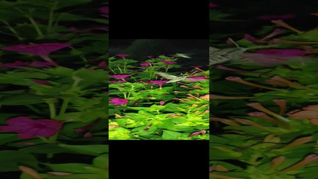 Жена с дочкой  снимает сразу 2 вечерних бражников