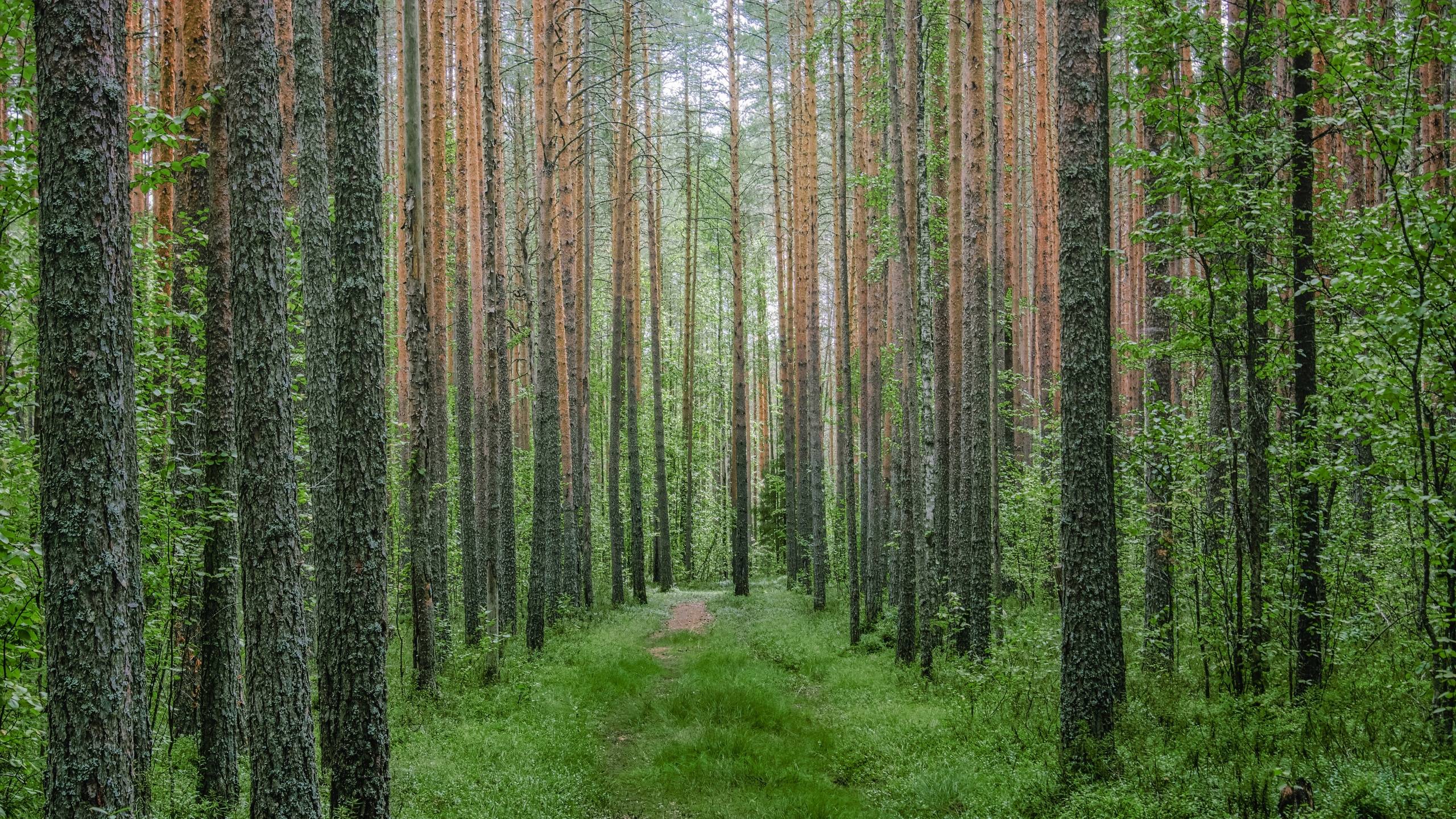 "А НЕ ЗАВЕРНУТЬ ЛИ НАМ В ПЕТЕРБУРГ?"... (Фото Сергея ОГАРКОВА (Коряжма), музыка Иоганнеса БРАМСА)