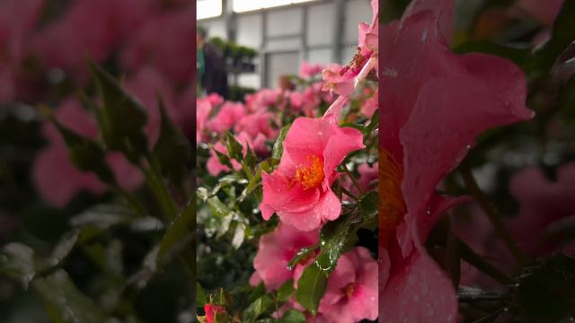 Подготовка к выставке АППМ в питомнике ЁЛЫ-ПАЛЫ