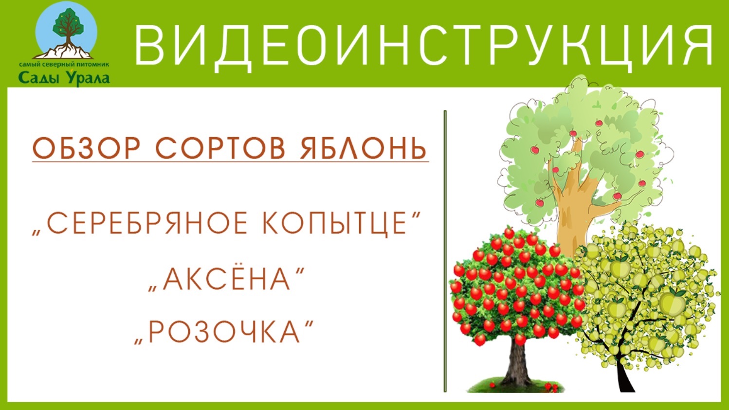 Обзор самых вкусных сортов яблонь для Урала: «Серебряное копытце», «Розочка», «Аксёна»
