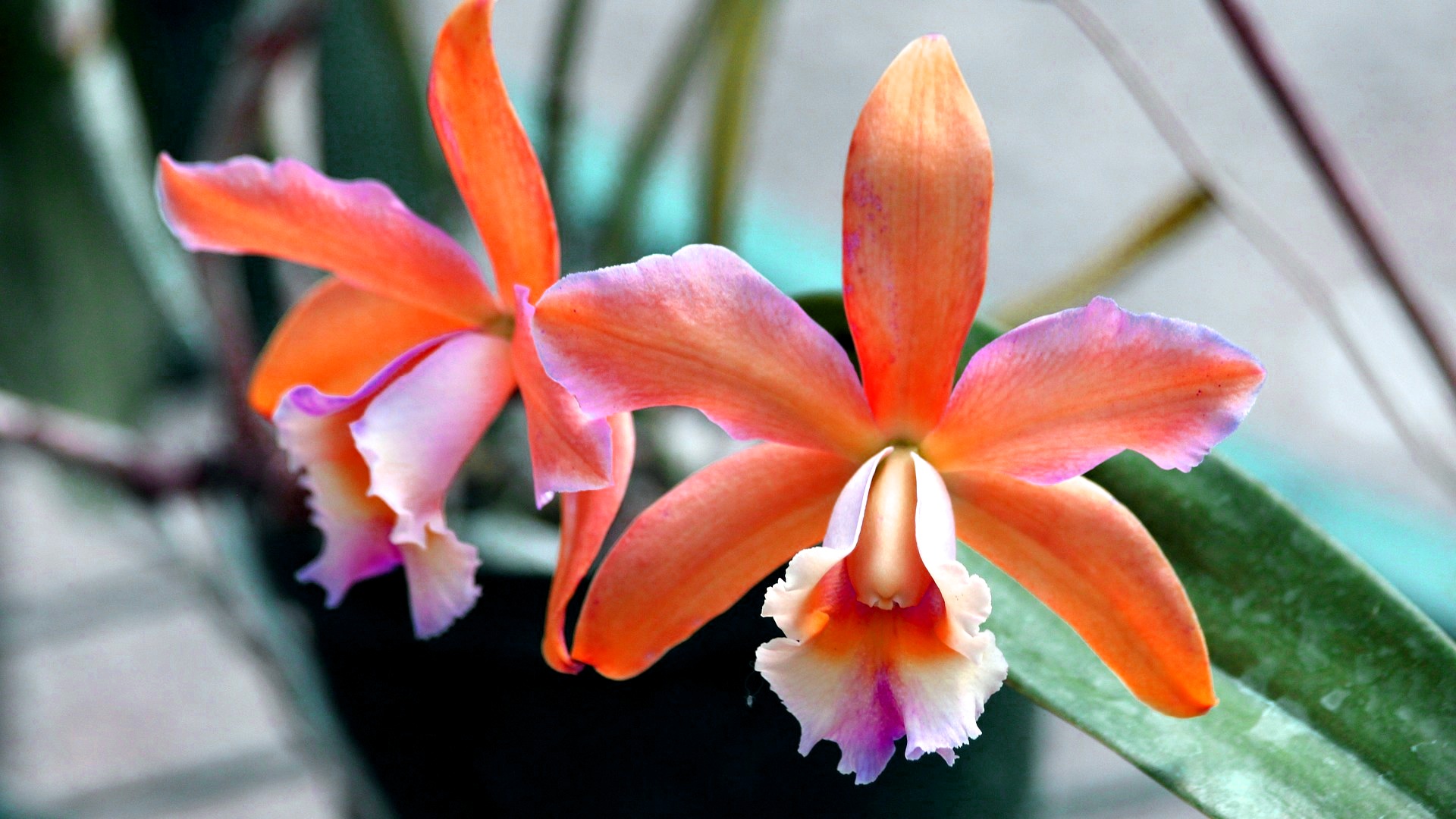 Экхарт Толле - 31. Дар природы, озвучивает Nikosho.mp4