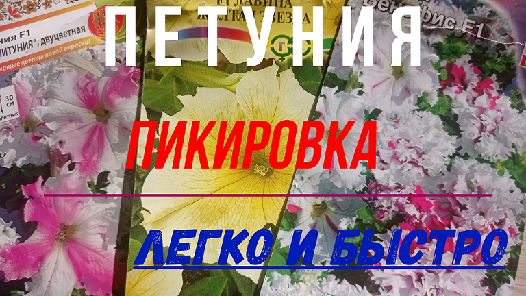 ПЕТУНИЯ ПИКИРОВКА!#петунияизсемян#петуния#петунияпикировка#петуниярассада#петуниявыращивание#