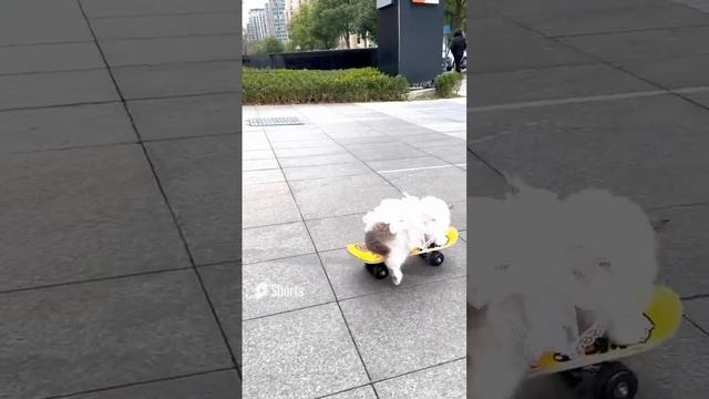 Котёнок 2023, часть № 27