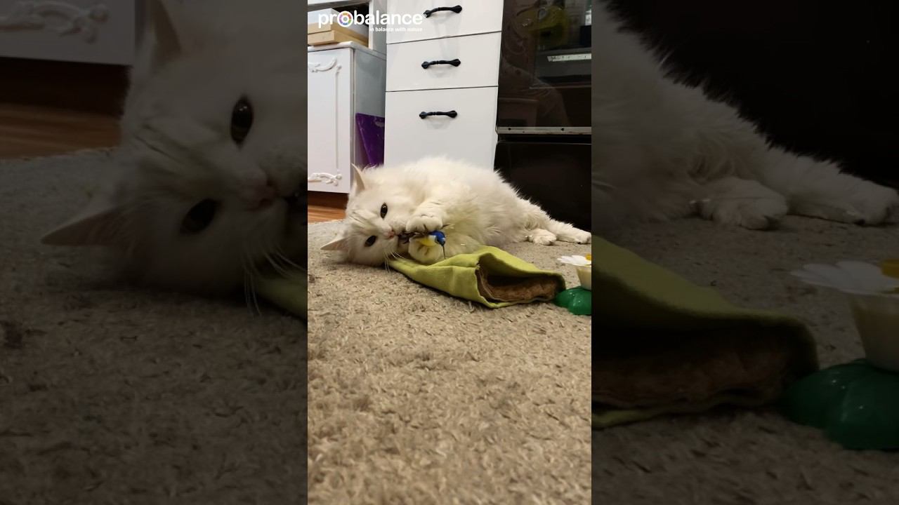 Жить надо в кайф. Свэша релаксирует. #пробаланс #кормдлякошек #котикитакиекотики #кошкавдоме #шортс