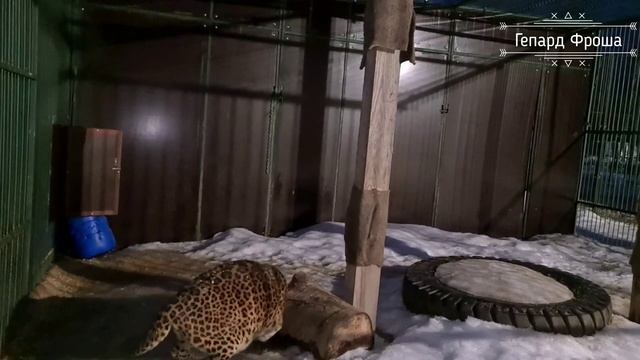 Красавцы Тигры и Другие-1