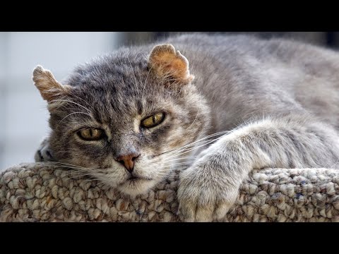 Кот, конечно, не способен защитить своего человека от лихих гостей и прочих бед