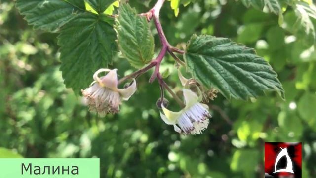 Дачные зарисовки 2021.
Ягоды  часть 2.mp4