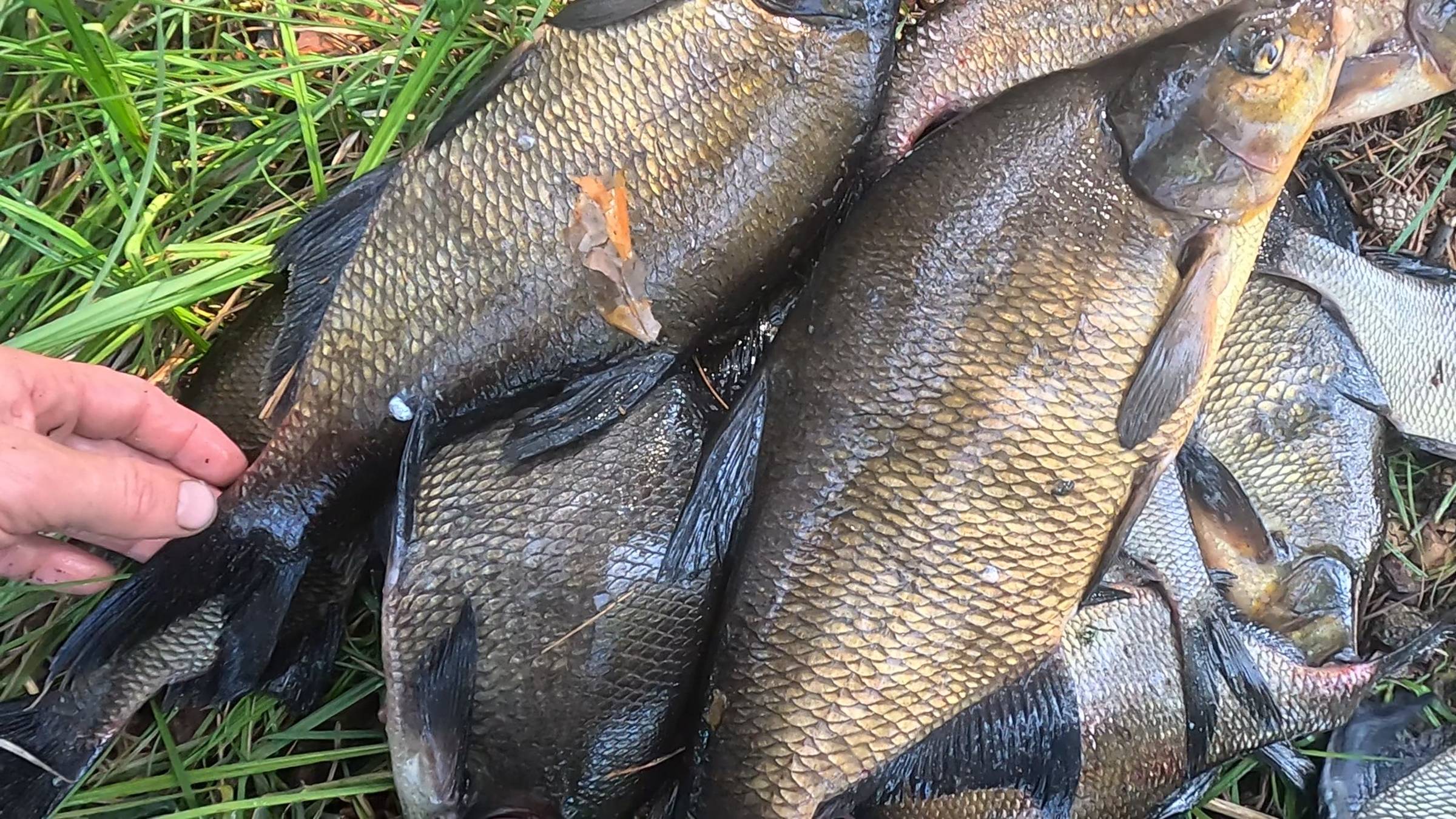 Хорошо закрыл Лещёвый сезон. Рыбалка на леща!