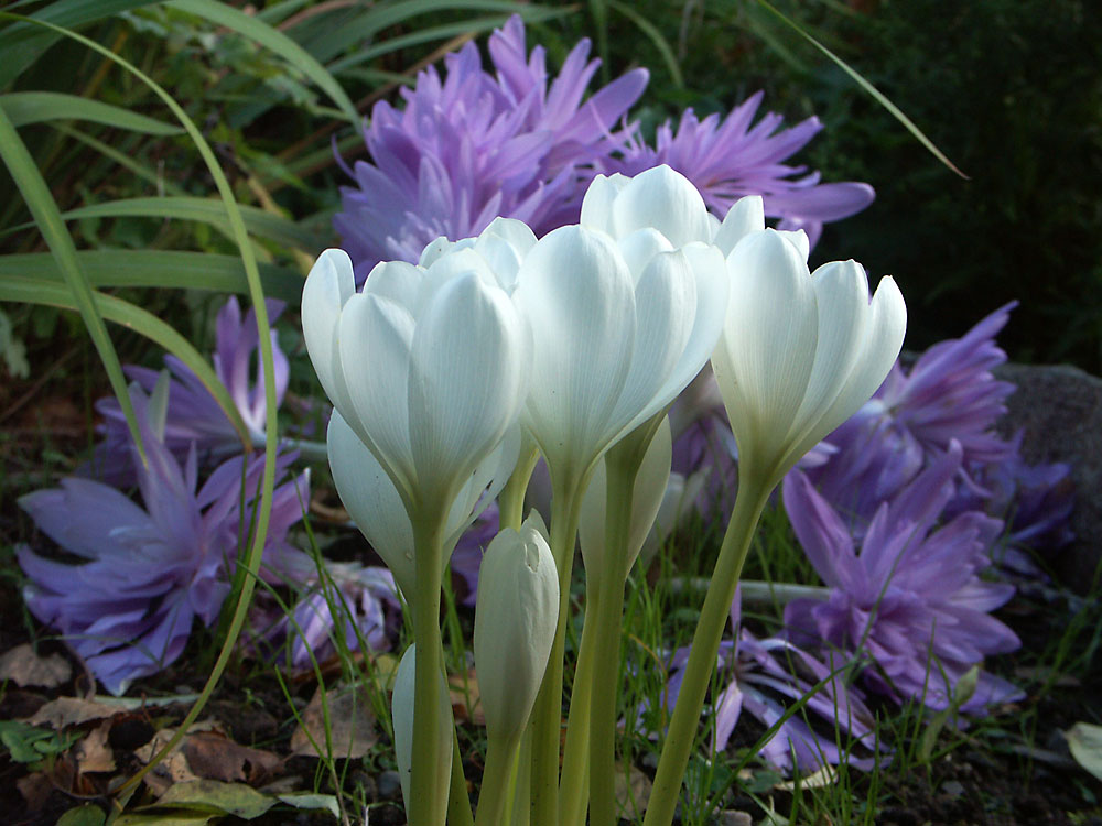 Безвременник или колхикум РЕЛАКС ТЕРАПИЯ ИМПРОВИЗАЦИЯ композитор Виктор Анохин #music #piano #цветы