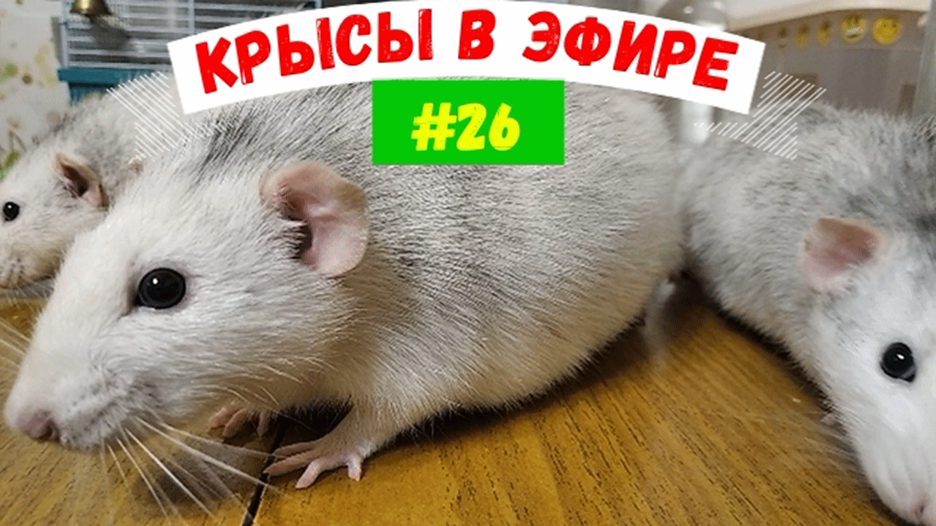 КРЫСЫ В ЭФИРЕ #26