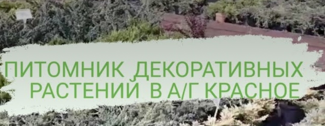 Питомник декоративных растений в а/г Красное, Гомельский район - Pihta.by