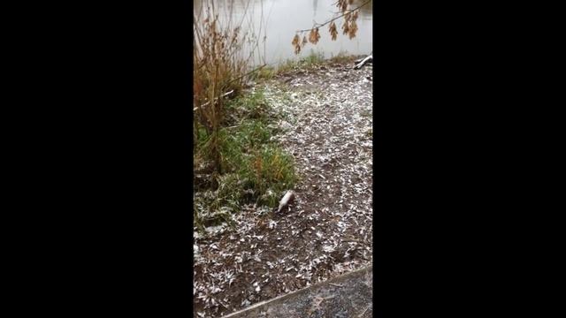 Орехово-Зуево Мусор на Набережной у Клязьмы  #138.mp4