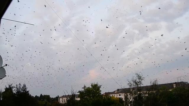 Коллективный разум. Коллективный интеллект. Нашествие птиц.