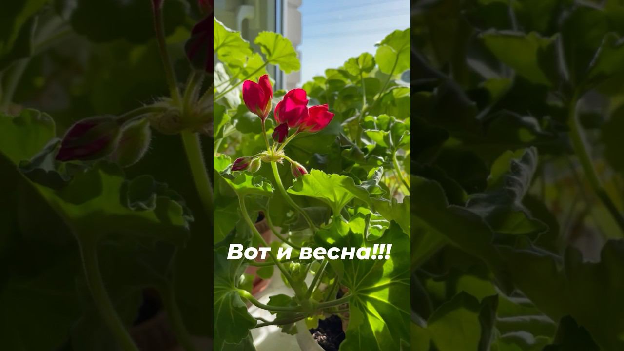 Срочно начните поливать пеларгонии по-другому