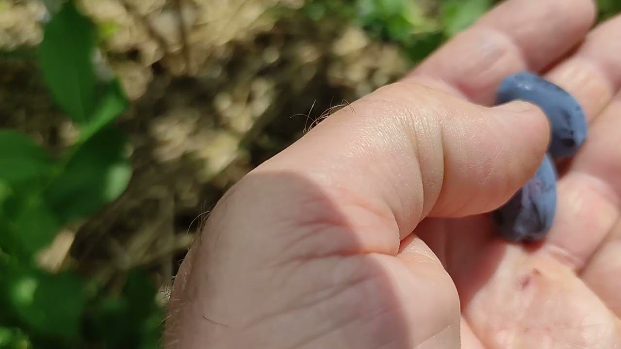 Жимолость Клубничная сенсация 2023