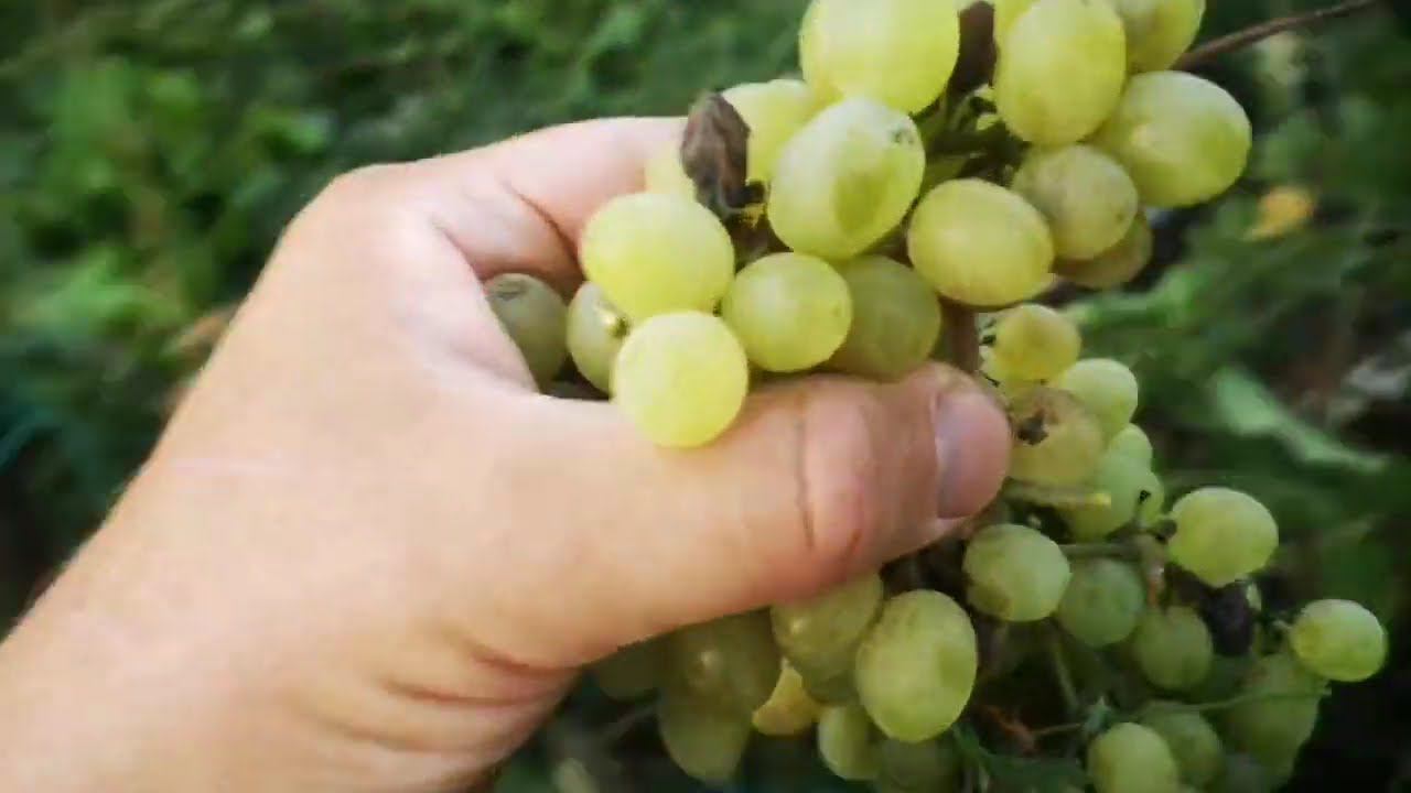Видео про виноград и ещё чуть чуть
