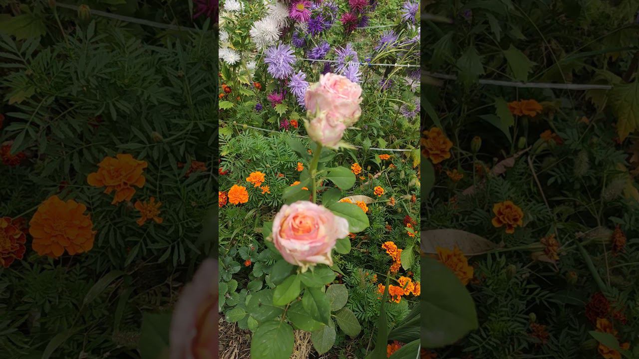 Роза фиеста в сентябре 2023г