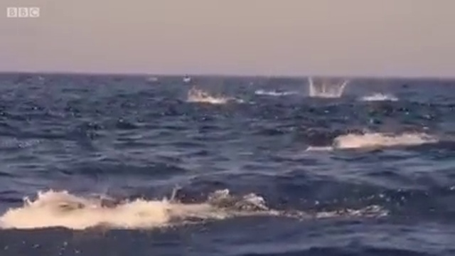 Полет скатов