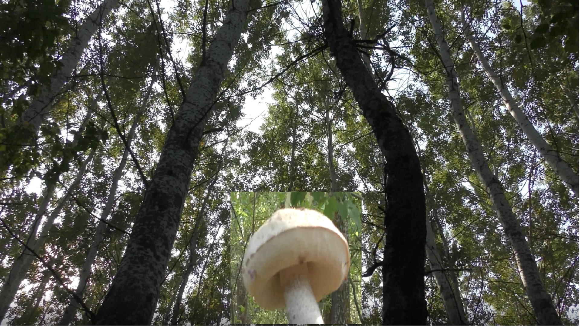 Собираем грибы, засуха, а грибы есть