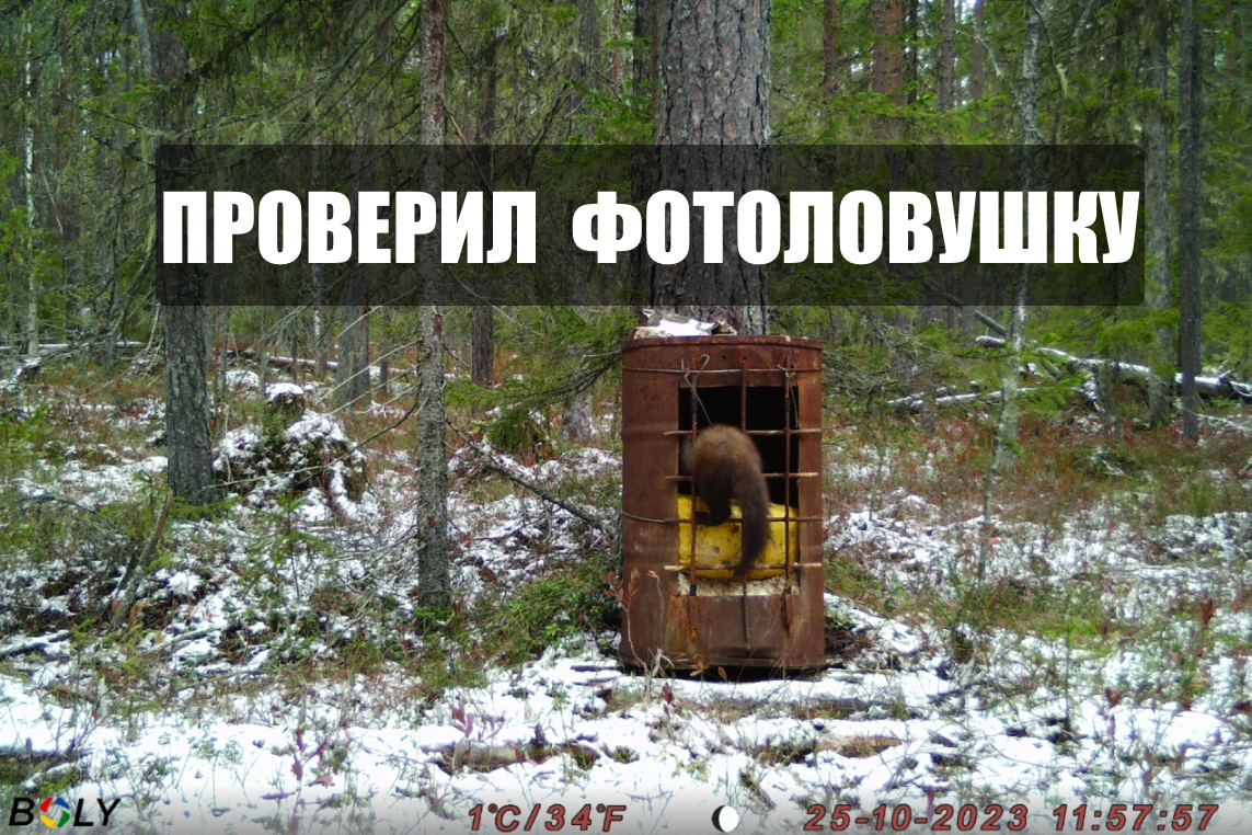 КУНИЦА попалась на фотоловушку. Отнёс соль на солонцы. Охота с лайкой.