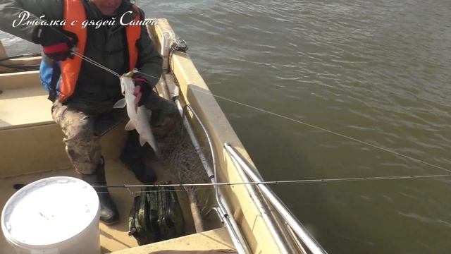 Ловля жереха на воблеры