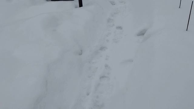 Не выбрасывайте отходы от рыбы . Хорошая подкормка для овощей Синички в саду