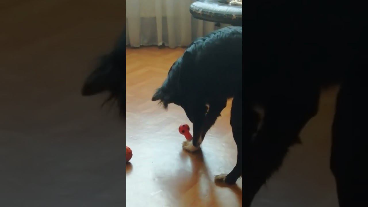 Любимая игрушка Айки😁