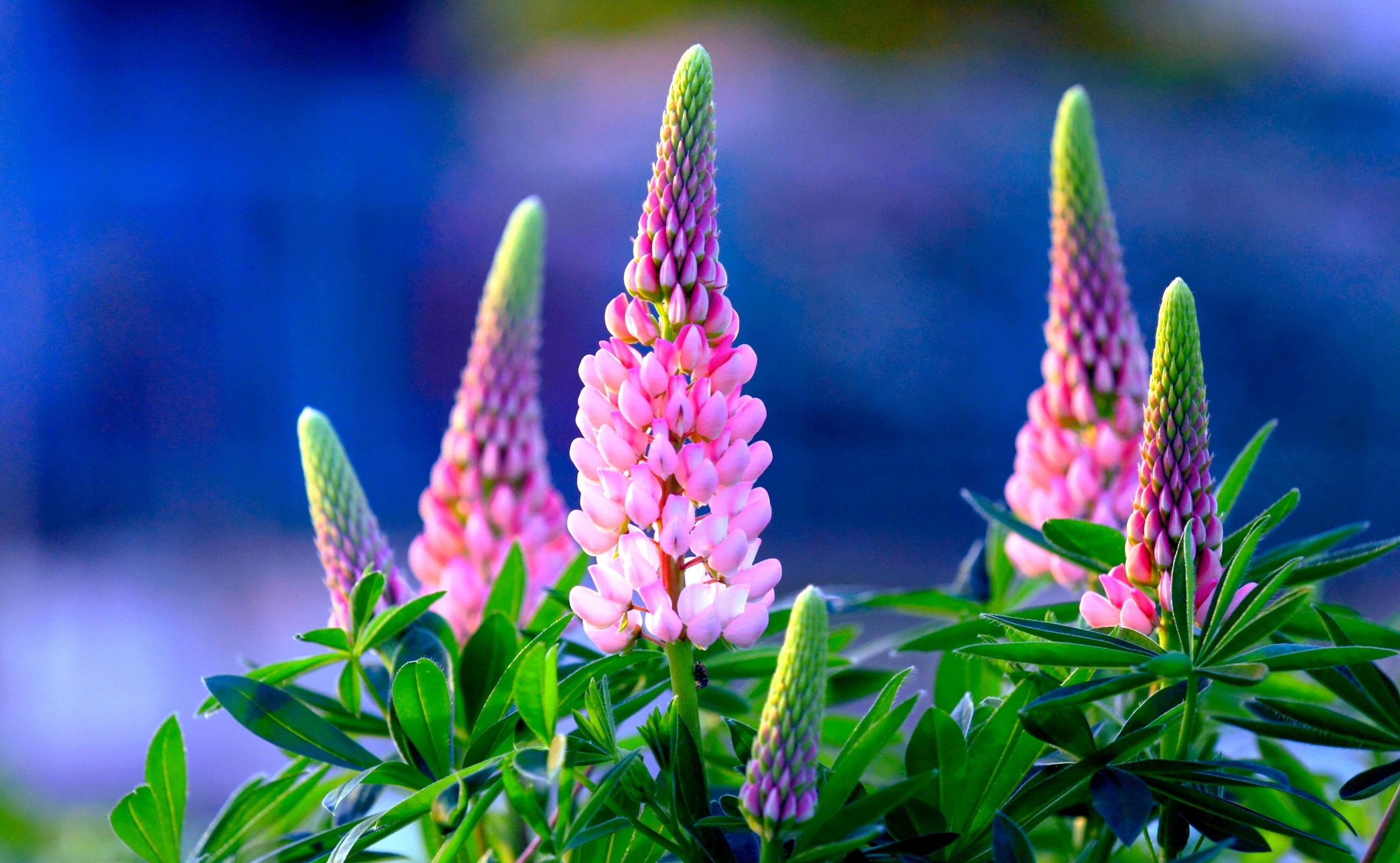 Люпины РЕЛАКС АРТ-ТЕРАПИЯ ИМПРОВИЗАЦИЯ композитор Виктор Анохин #piano #музыка #instrumental #цветы