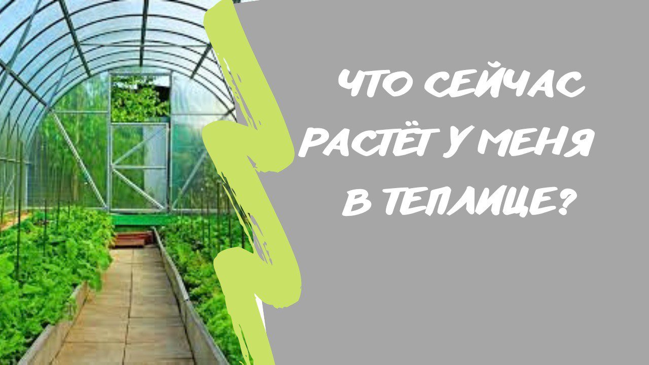 1 июля. Что сейчас растёт у меня в теплице???????????