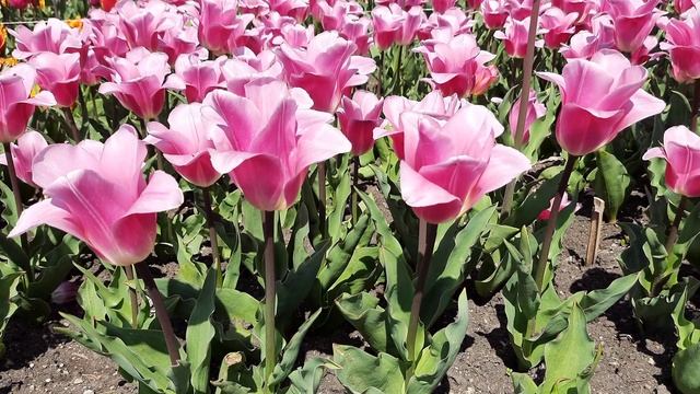 Парад тюльпанов 2021г